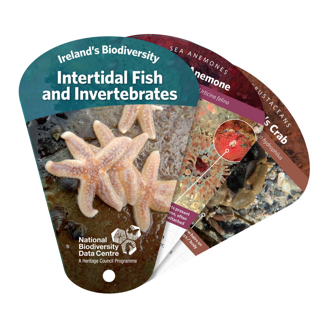 Intertidal Fish and Invertebrates – National Biodiversity Data Centre